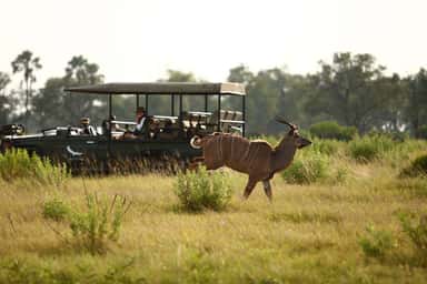 Game drive kudu